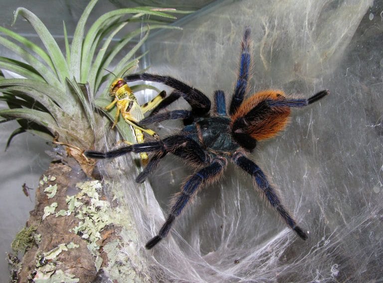 Tarántula azul: Conoce todo lo que deberías saber sobre ellas