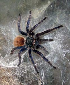 Tarántula azul: Conoce todo lo que deberías saber sobre ellas