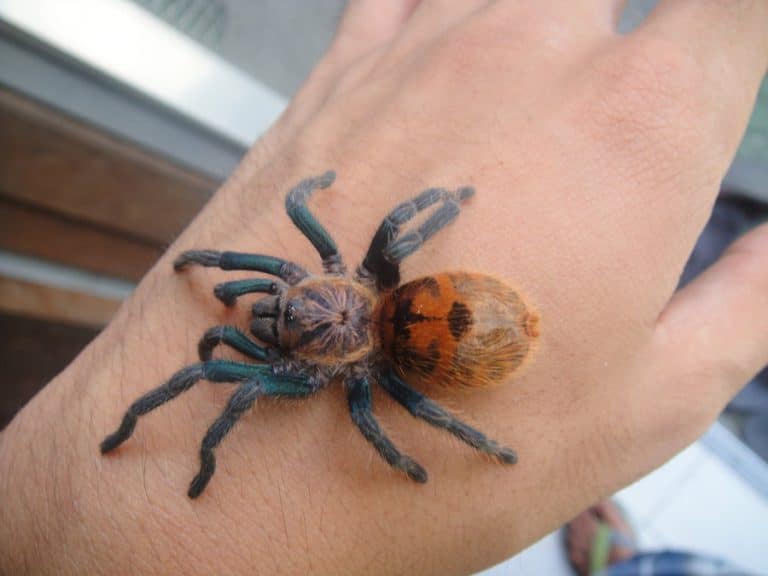 Tarántula azul: Conoce todo lo que deberías saber sobre ellas