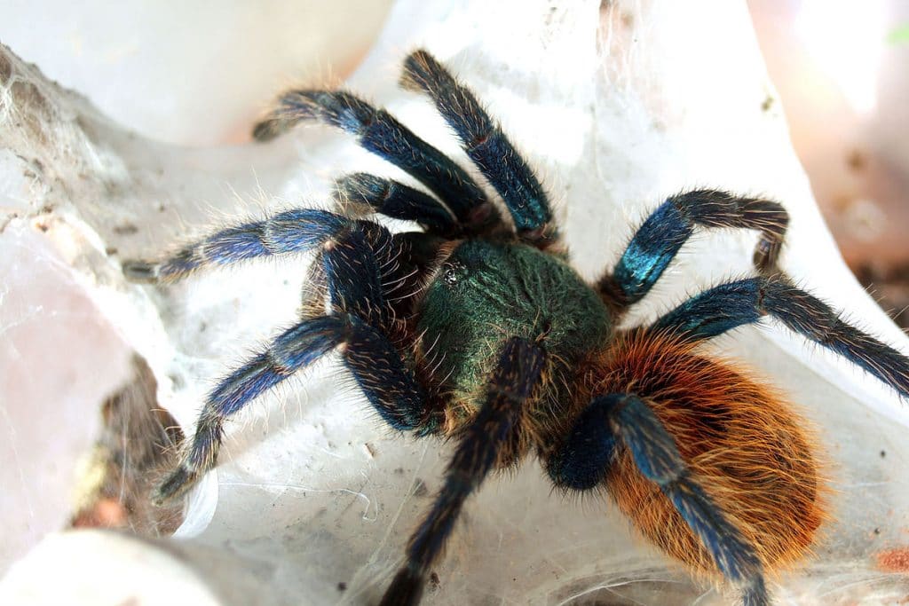 Tarántula azul: Conoce todo lo que deberías saber sobre ellas