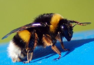 Abejorro: Significado, picadura, cómo eliminarlos y más.