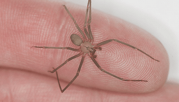 Arañas pequeñas: Blancas, rojas, venenosas y más.