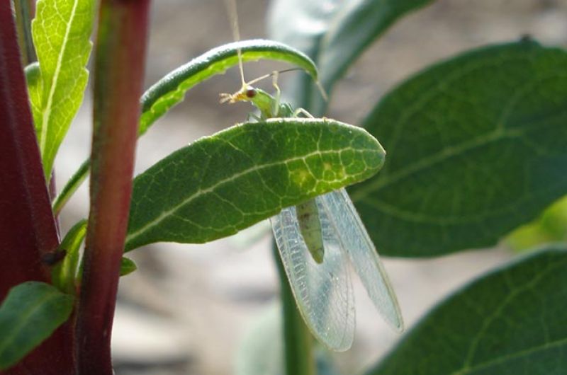 Crisopa o Chrysopidae: Control biológico y más de esta familia de insecto.