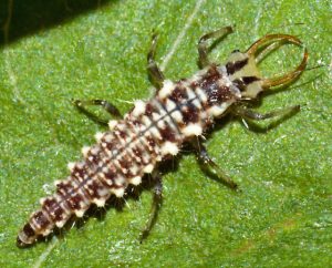 Crisopa o Chrysopidae: Control biológico y más de esta familia de insecto.