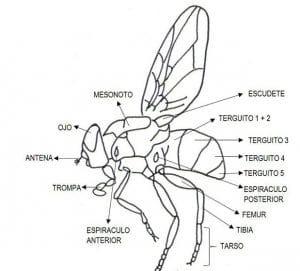 Díptera: Conoce todo sobre este orden de insectos.