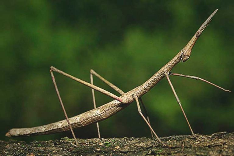 Insecto palo: Características, alimentación, reproducción y más