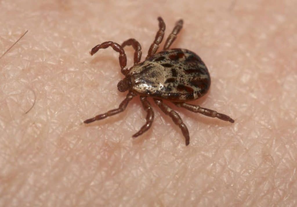 Garrapata: Hábitat, características, reproducción y mucho más
