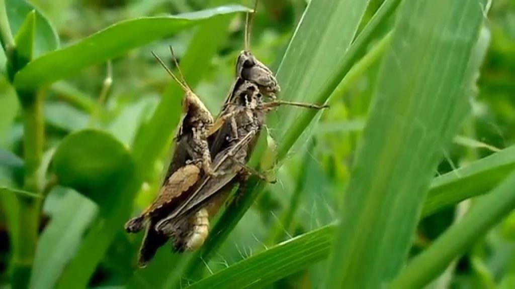 Grillo o saltamontes: Características, hábitat, propiedades y más