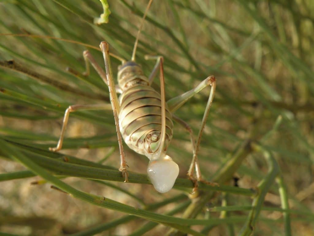 Grillo o saltamontes: Características, hábitat, propiedades y más