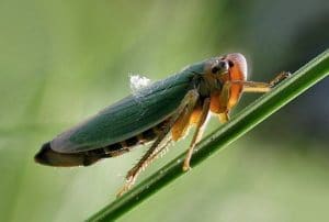 Homóptera: Orden, características,plaga y mucho más