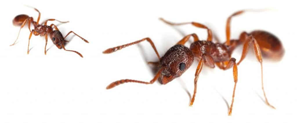 Hormiga: Características, hábitat, reproducción y mucho más