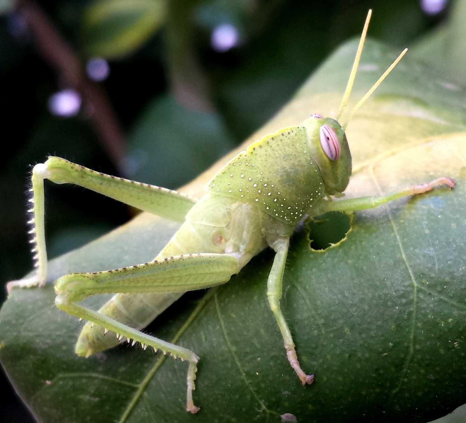 Insecto: Significado, alimentación, clasificación y más