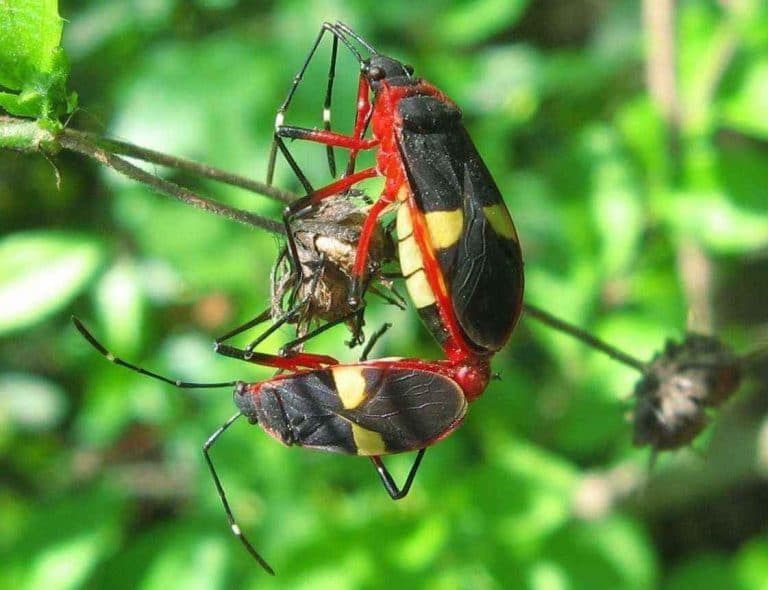 Insecto: Significado, alimentación, clasificación y más