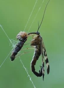 Mecoptera: Conoce las características y más de este orden de insectos.