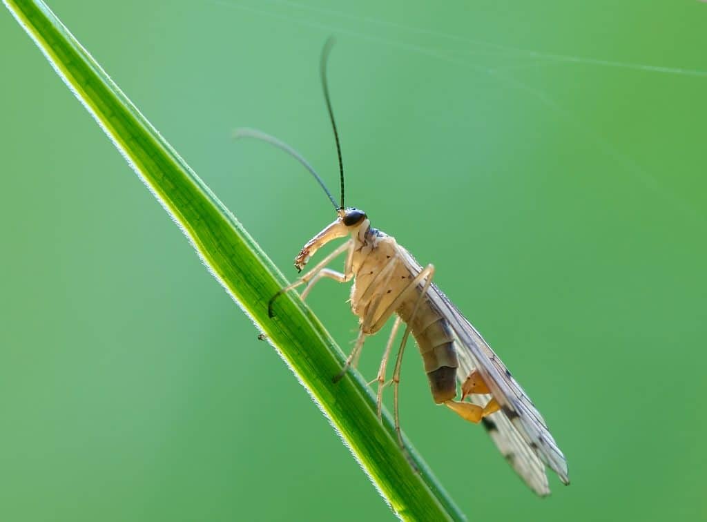 Mecoptera: Conoce las características y más de este orden de insectos.