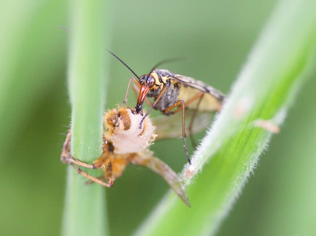 Mecoptera: Conoce las características y más de este orden de insectos.