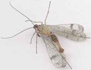 Mecoptera: Conoce las características y más de este orden de insectos.