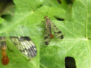 Mecoptera: Conoce las características y más de este orden de insectos.