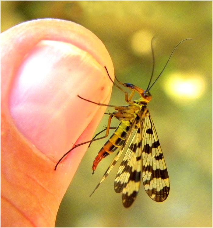Mecoptera: Conoce las características y más de este orden de insectos.