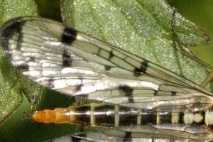 Mecoptera: Conoce las características y más de este orden de insectos.