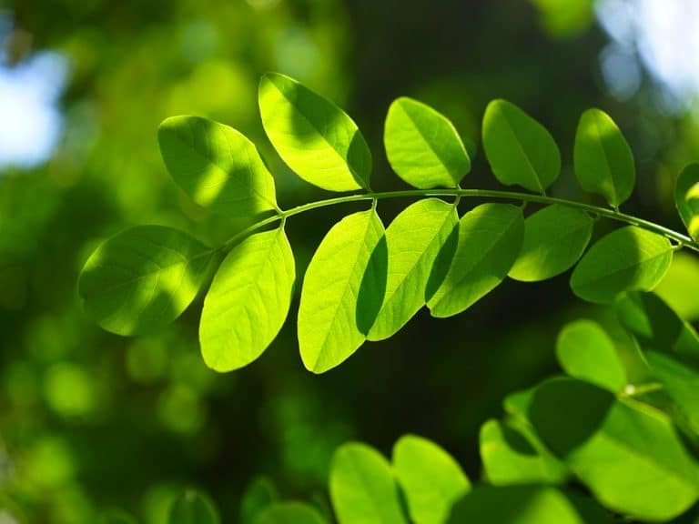 Homóptera: Orden, características,plaga y mucho más