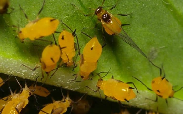 Pulgón: Plaga, tratamiento, remedios caseros y mucho más.