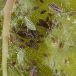 Pulgón: Plaga, tratamiento, remedios caseros y mucho más.