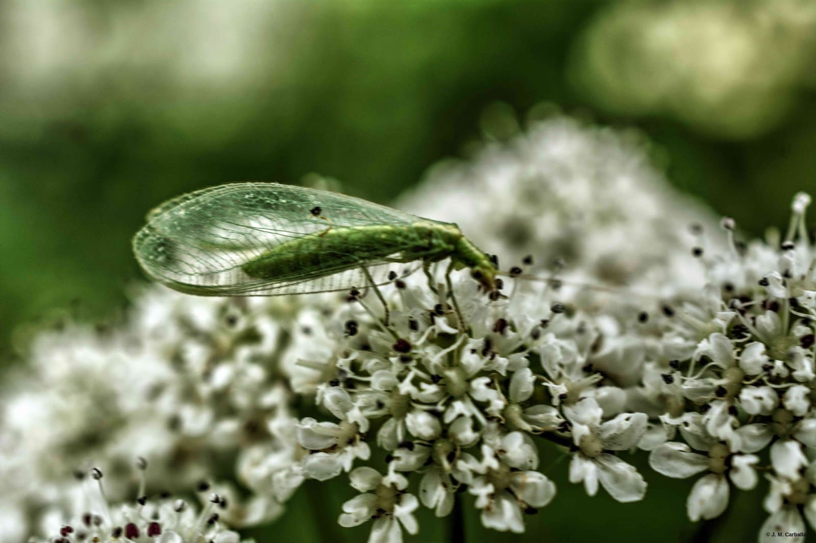 Chrysopa carnea: Morfología, hábitat, reproducción, control y más