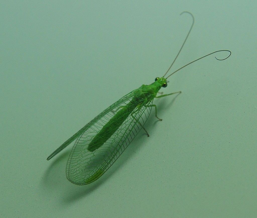 Chrysopa carnea: Morfología, hábitat, reproducción, control y más