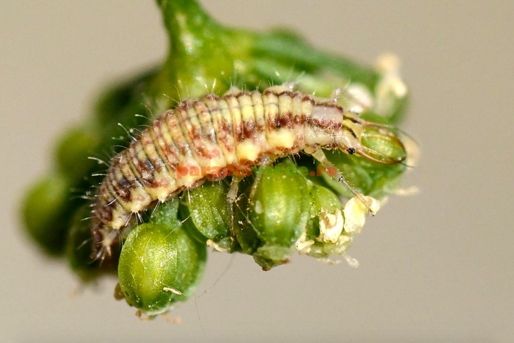 Chrysopa carnea: Morfología, hábitat, reproducción, control y más
