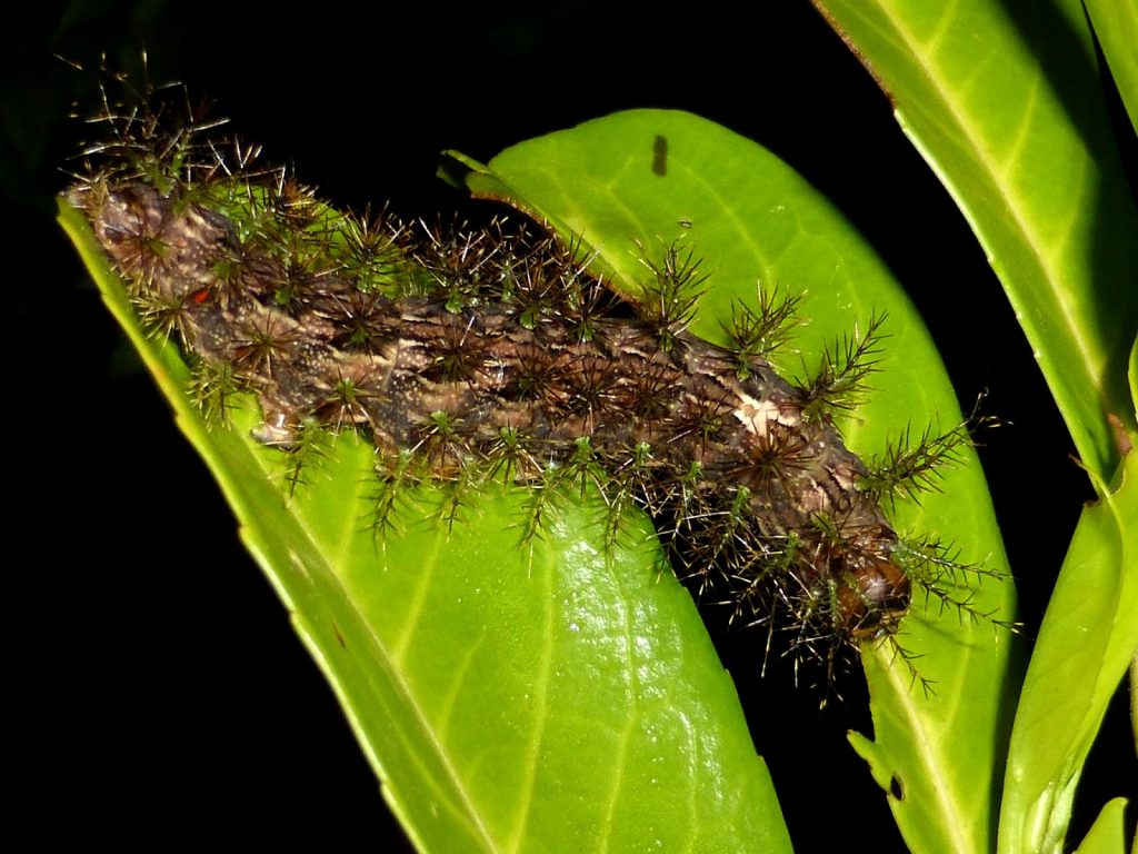 Gusano: Características, significado, partes y más