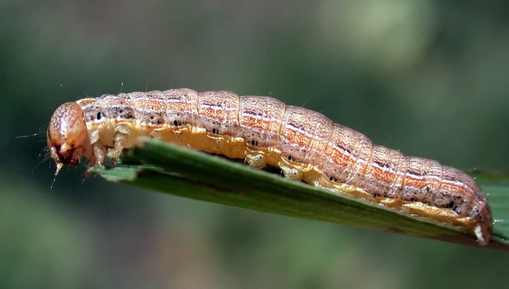 Gusano: Características, significado, partes y más