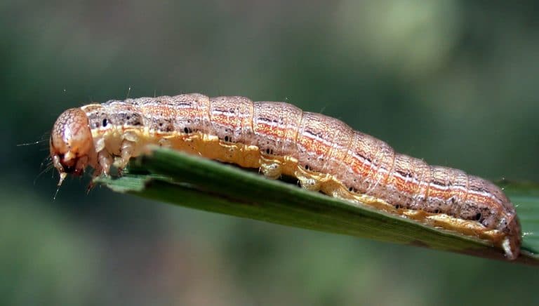 Gusano: Características, significado, partes y más
