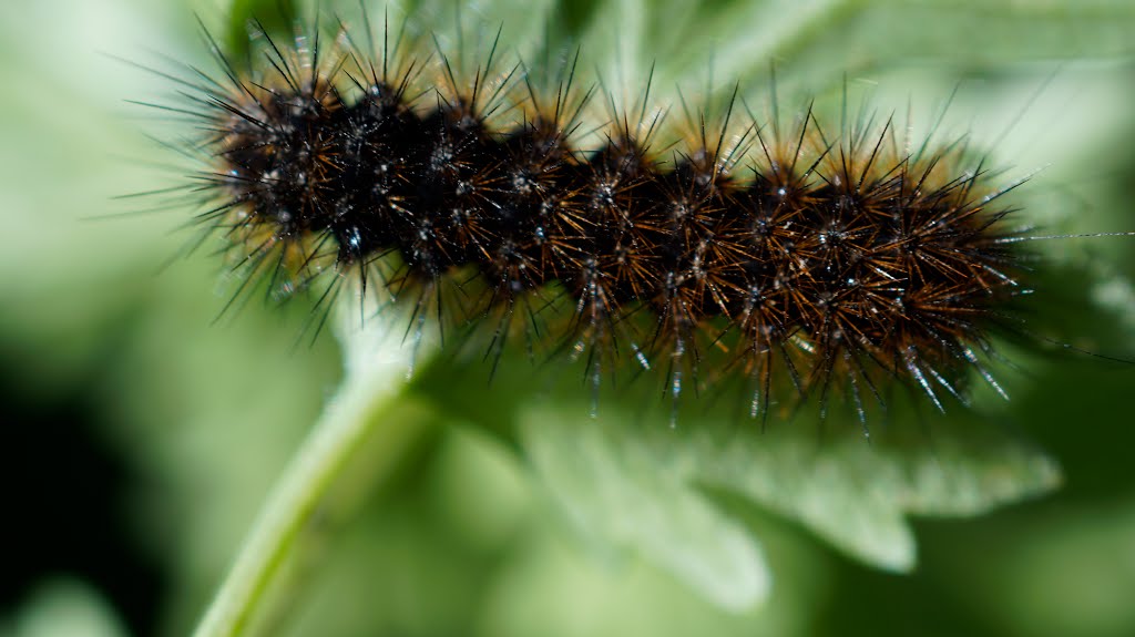 Gusano: Características, significado, partes y más