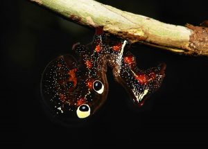 Oruga: Significado, alimentación, tipos y mucho más