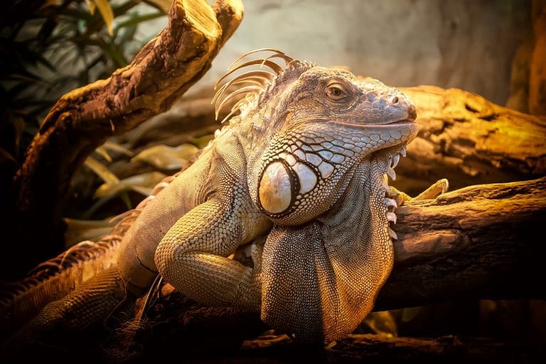 Reptiles: ¿Qué son ? , características, reproducción, hábitat, y mucho más